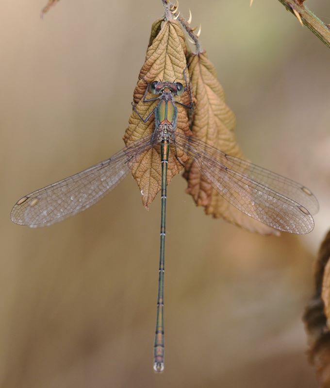 August 2025 - Packington Estate